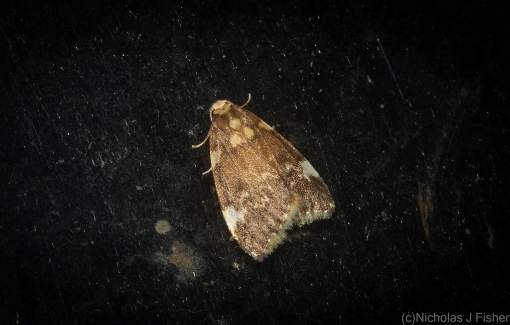 Halone pteridaula from Tamborine Mountain QLD 4272, Australia on ...