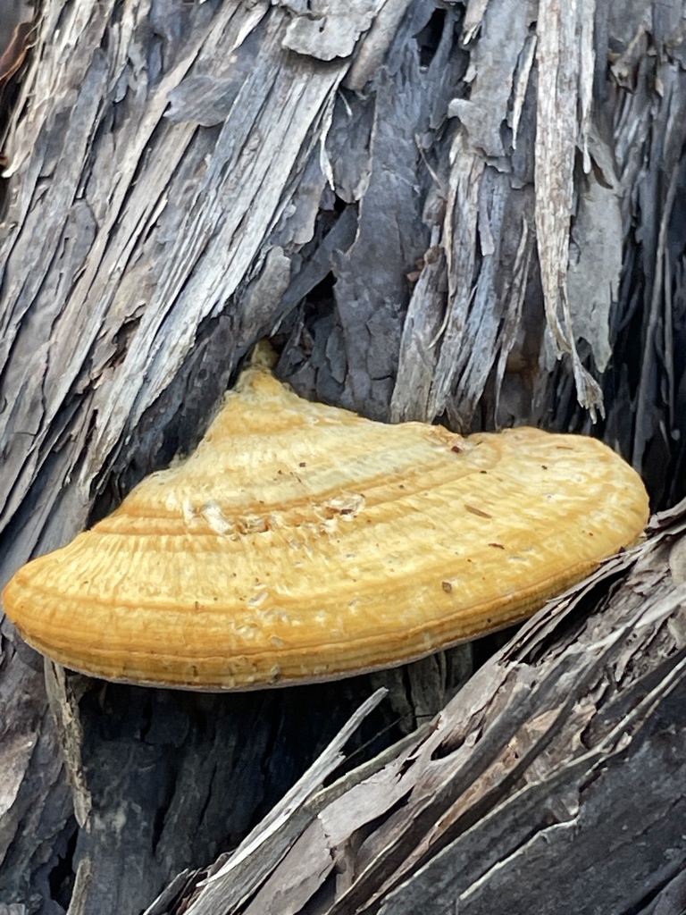 Curry Punk from Faulconbridge, NSW, AU on July 6, 2023 at 02:36 PM by ...