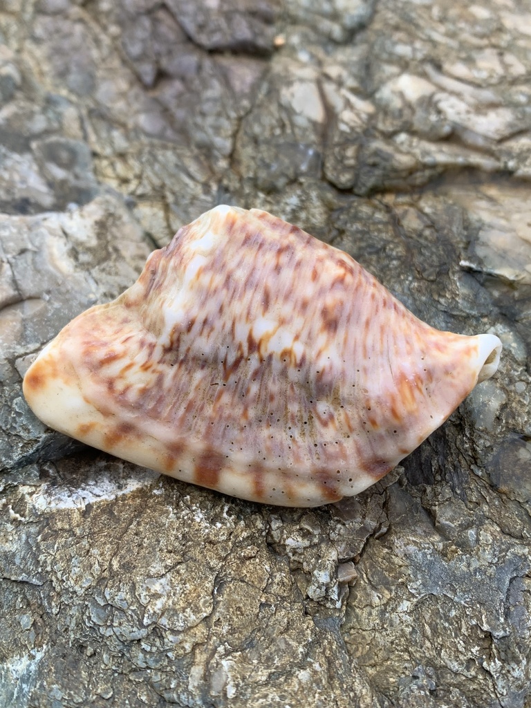 Dark Diana Conch from Cow Bay, Kimberley, QLD, AU on July 7, 2023 at 01 ...