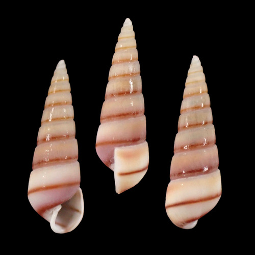 Genus Tiberia · iNaturalist