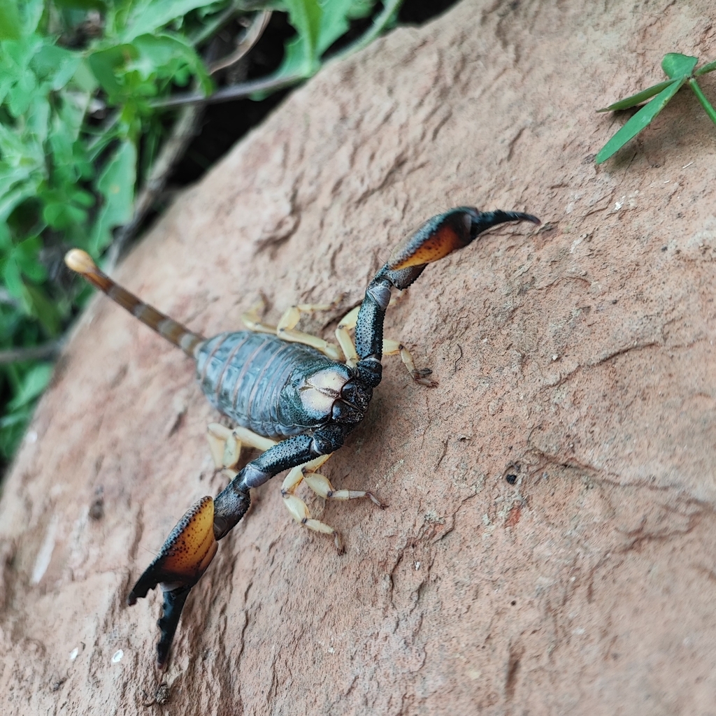 Karoo Burrowing Scorpion from 6720, Montagu, 6720, South Africa on July ...
