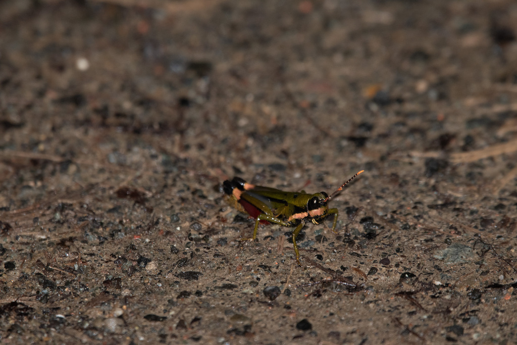 Traulia azureipennis from Unnamed Rd,, Lahad Datu, Sabah, Malaysia on ...