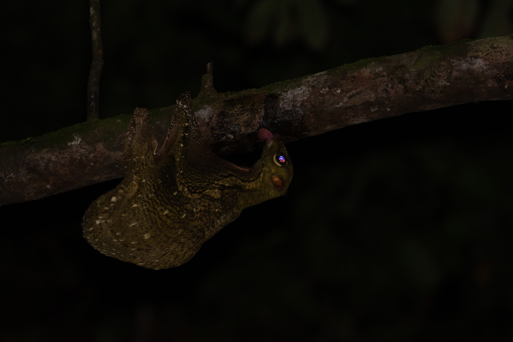 Sunda Colugo from Unnamed Rd,, Lahad Datu, Sabah, Malaysia on June 27 ...