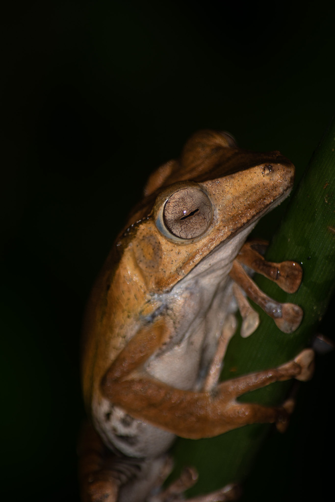 File-eared Tree Frog from Unnamed Rd,, Lahad Datu, Sabah, Malaysia on ...