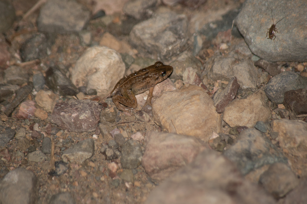 Rough Guardian Frog from Unnamed Rd,, Lahad Datu, Sabah, Malaysia on ...