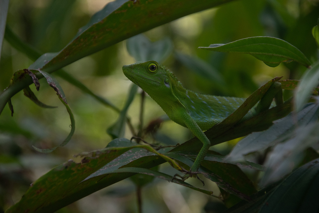 Green Crested Lizard from Unnamed Rd,, Lahad Datu, Sabah, Malaysia on ...