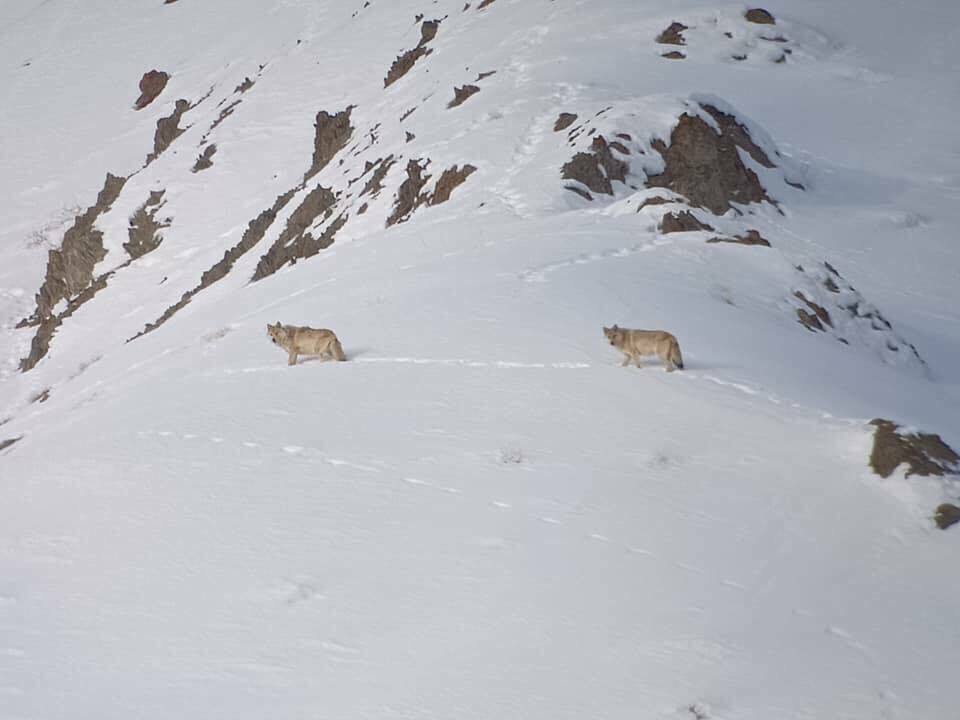 Tibetan Wolf in March 2017 by Royle Safaris · iNaturalist