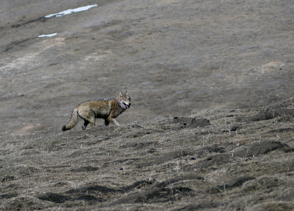 Tibetan Wolf in April 2019 by Royle Safaris · iNaturalist