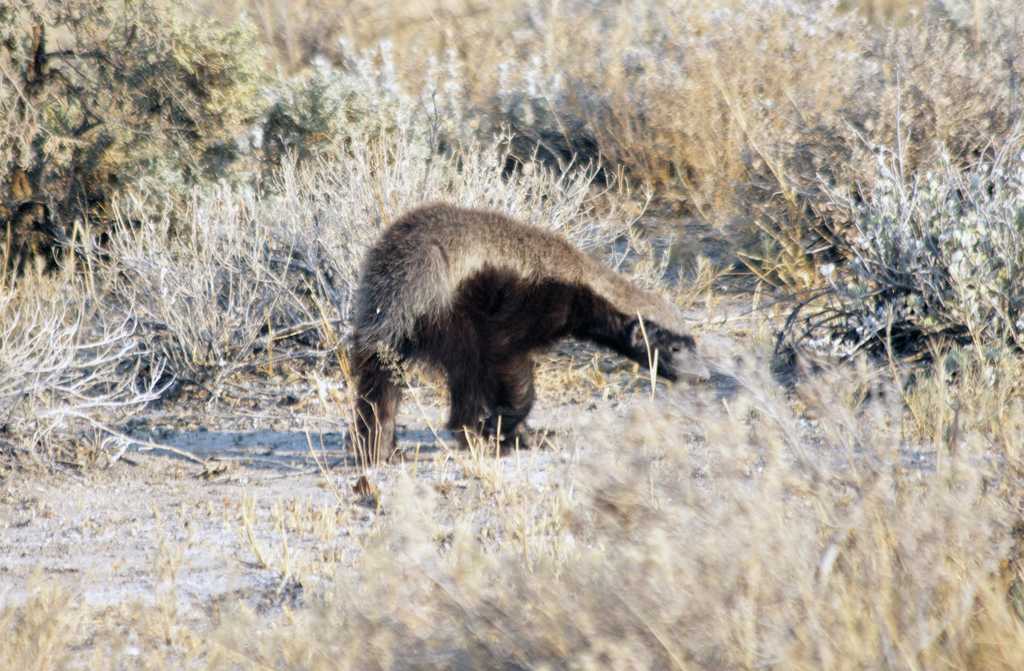 Ratel from Namibia on October 19, 2016 at 06:53 AM by Royle Safaris ...