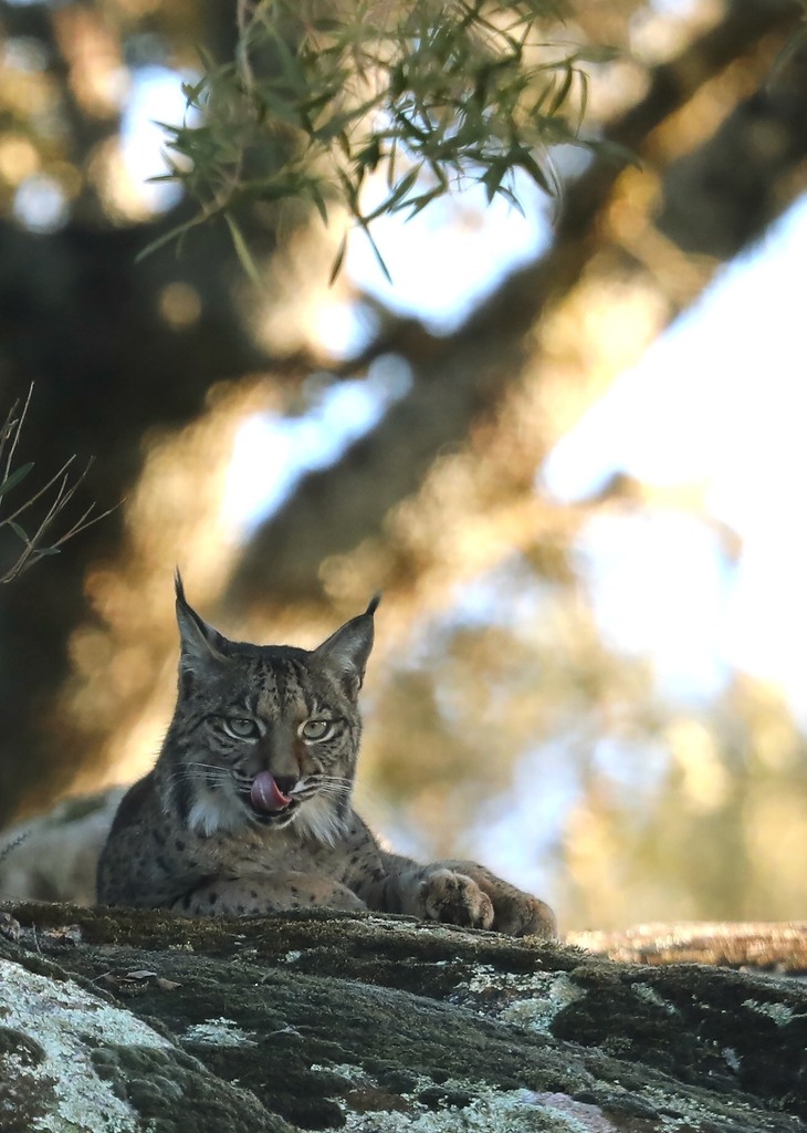 Iberian Lynx in January 2020 by Royle Safaris. Photographer Oleg Rozkho ...