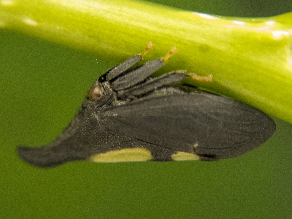 Two-marked Treehopper from Shepard Settlement, Onondaga County, NY, USA on July 6, 2023 at 08:28 ...