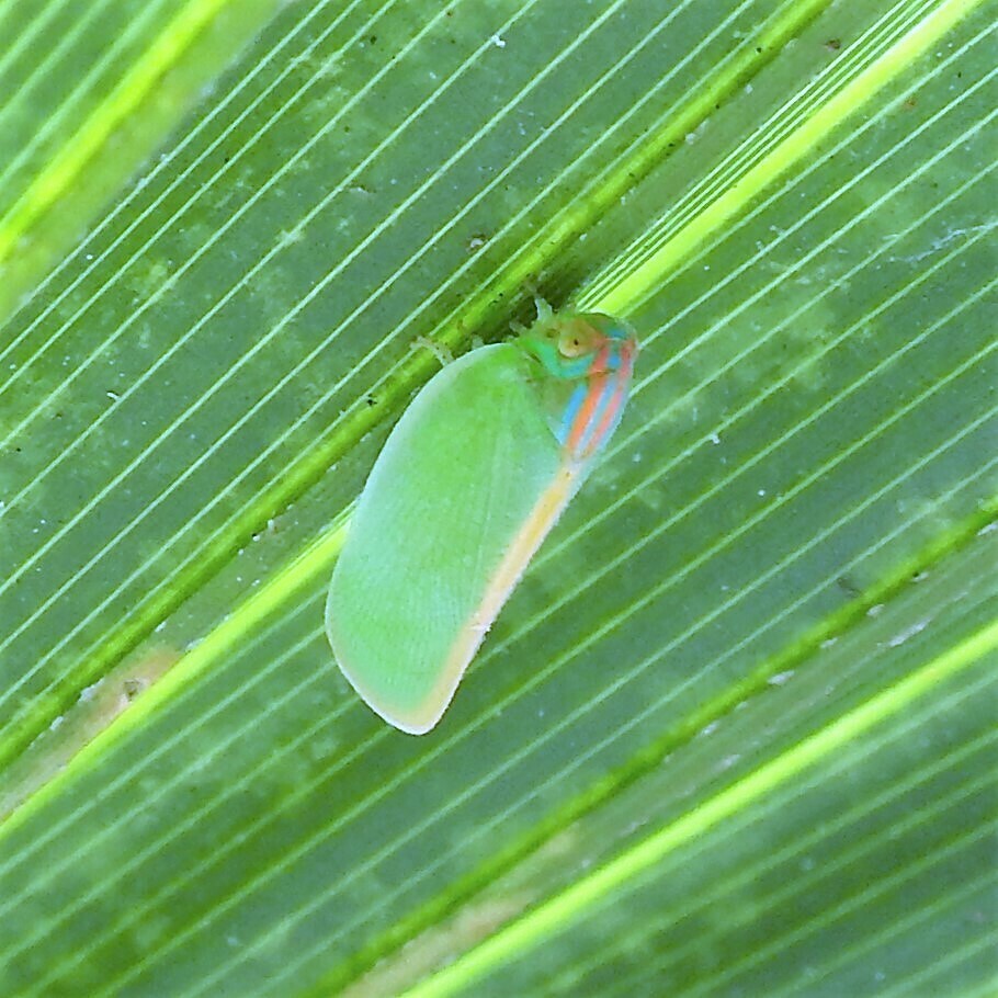 Palm Flatid Planthopper from Seacrest Scrub Natural Area 3400 South ...
