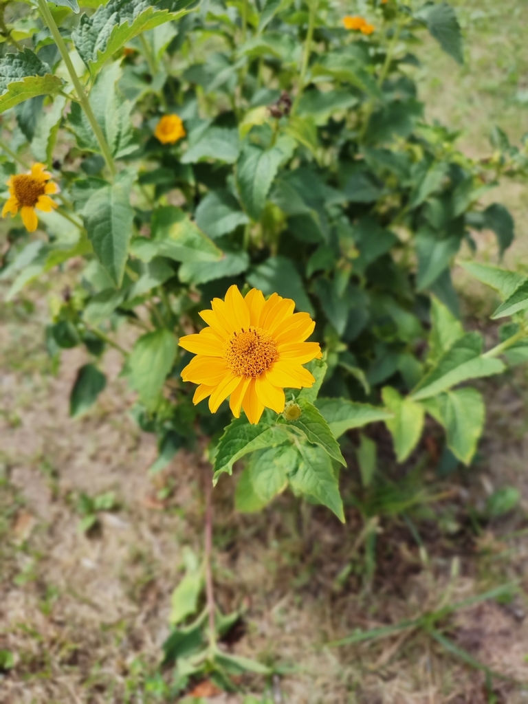 false sunflower from Партизанский район, Минск, Беларусь on July 7 ...