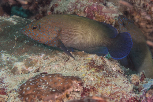 Mero Cabeza Moteada (Cephalopholis microprion) · Naturalista Costa Rica