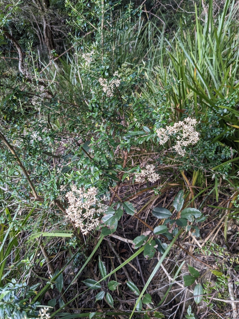 Cassinia subtropica from Springbrook QLD 4213, Australia on July 6 ...