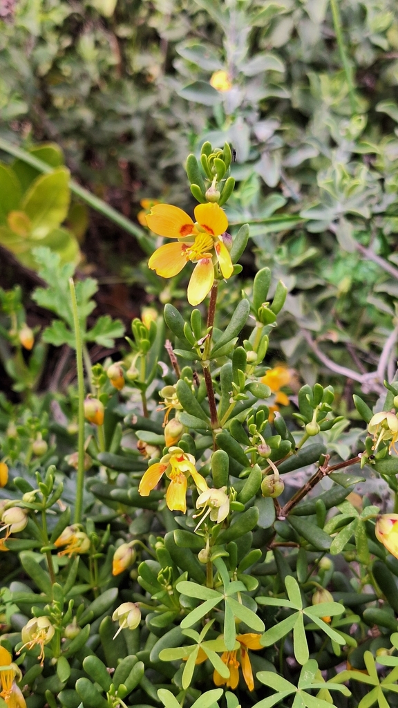 Thin Twinleaf from Hessequa Local Municipality, South Africa on July 6 ...