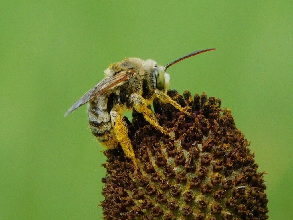 Broad-banded Longhorn from Wichita, KS, USA on July 6, 2023 at 05:36 PM ...