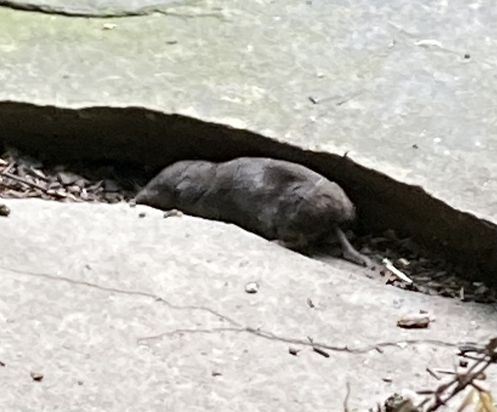Southern Short-tailed Shrew from Marshall St, Raleigh, NC, US on July 7 ...