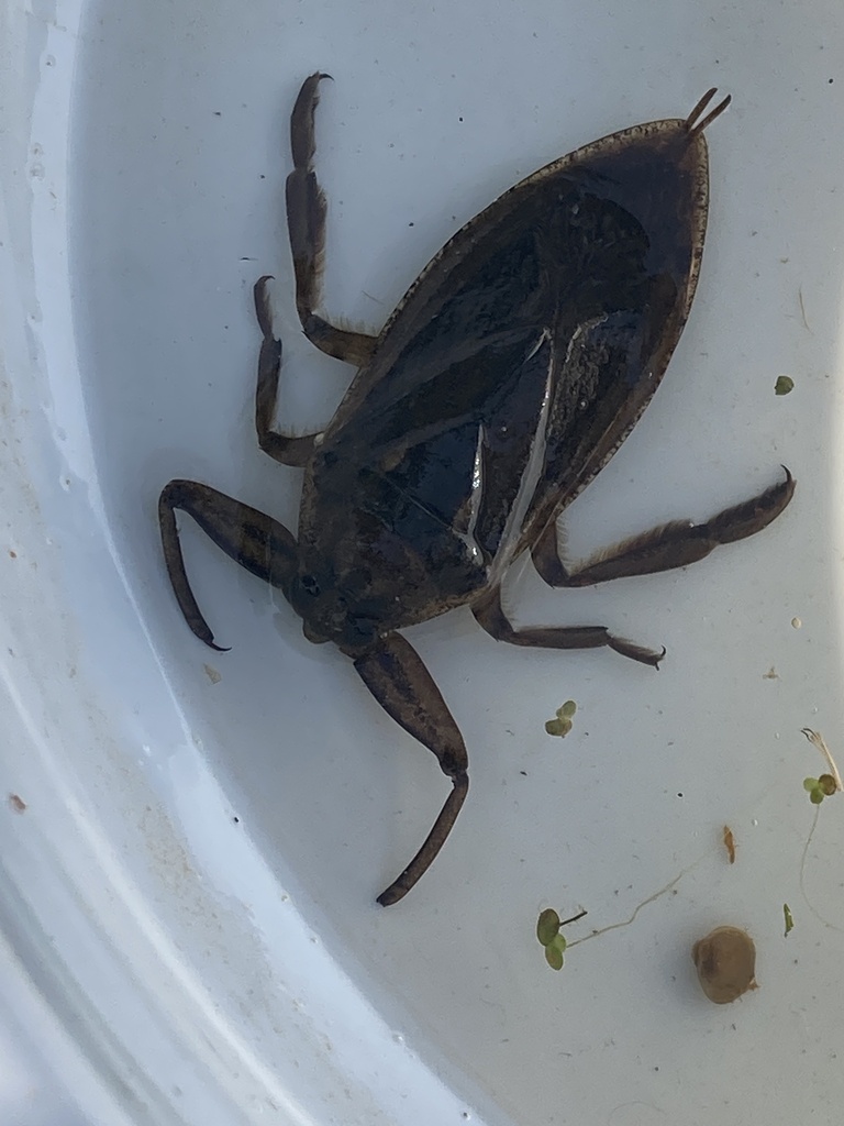 American Giant Water Bug from Sackville Waterfowl Park, Sackville, NB ...
