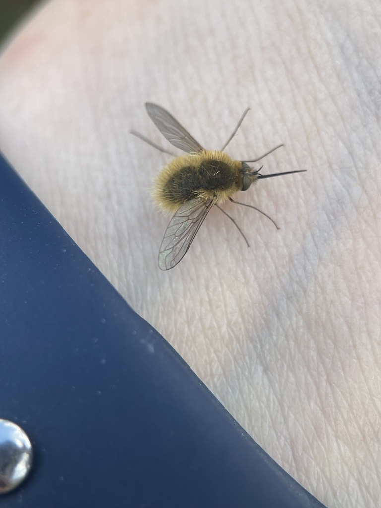 Woolly Bee Flies from им. Цюрупы, Московская обл., Россия, 140221 on ...