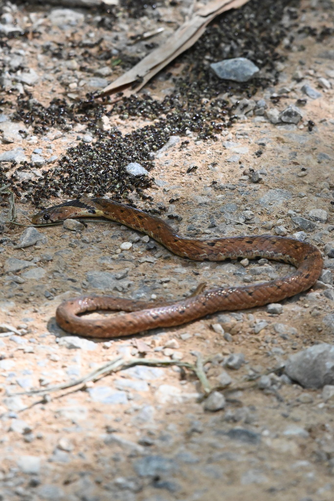 Assam Mountain Snake from Song Phi Nong, Kaeng Krachan District ...