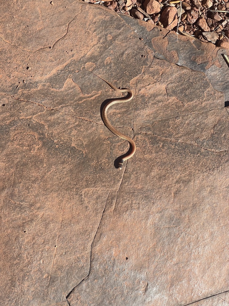 Western Brown Snake from Karijini National Park, Karijini, WA, AU on ...