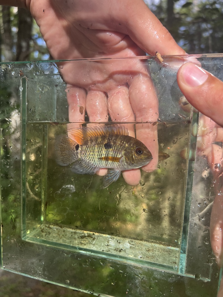 Dimerus Cichlid from Fishermans Pointe Dr, Temple Terrace, FL, US on ...