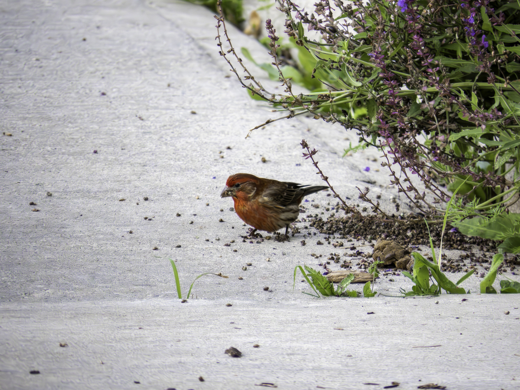 House Finch from Cambridge, ON, Canada on July 7, 2023 at 06:44 AM by ...