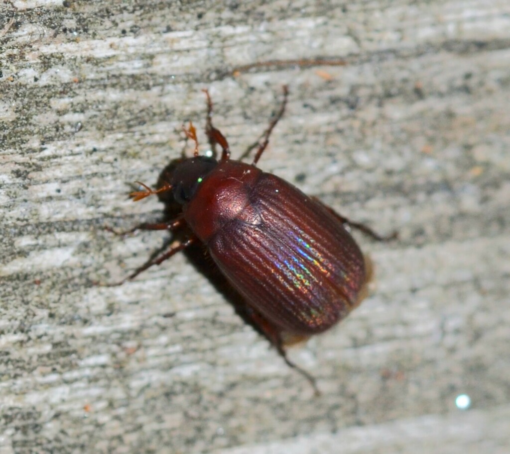 Asiatic Garden Beetle from Speculator, NY, USA on July 6, 2023 at 09:47 ...