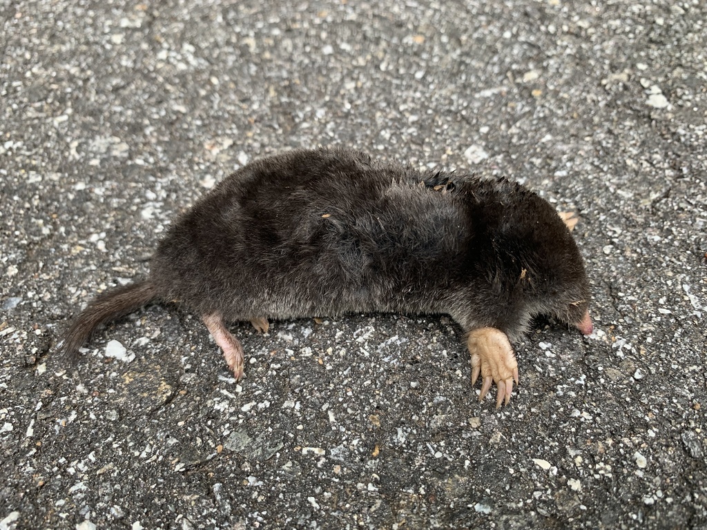Hairy-tailed Mole from Canton, NC, US on July 7, 2023 at 08:26 AM by ...