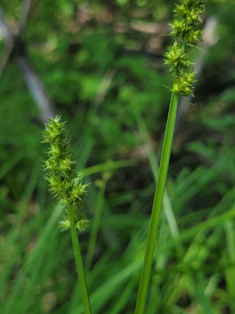 foxtail sedge from Kenora, CA-ON, CA on June 21, 2023 at 12:01 PM by ...
