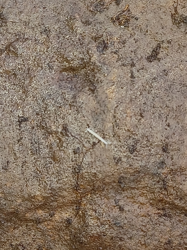 Scolopendrellidae from Jackson, MS 39202, USA on July 7, 2023 at 08:14 ...