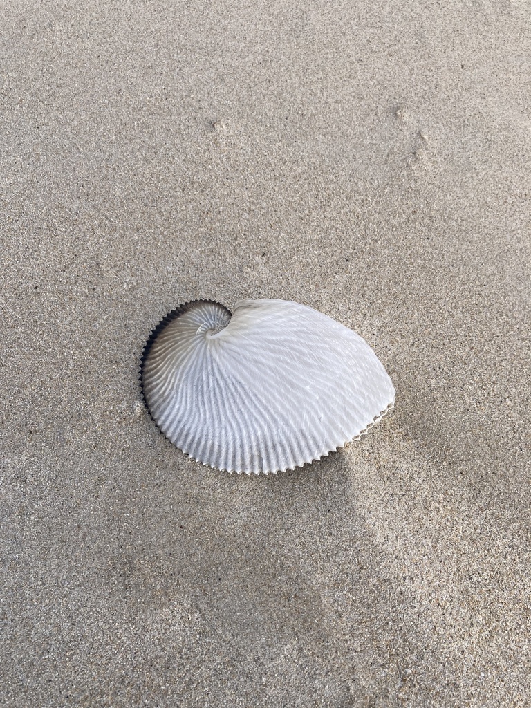 Greater Argonaut from Denmark Primary School, Denmark, WA, AU on June ...