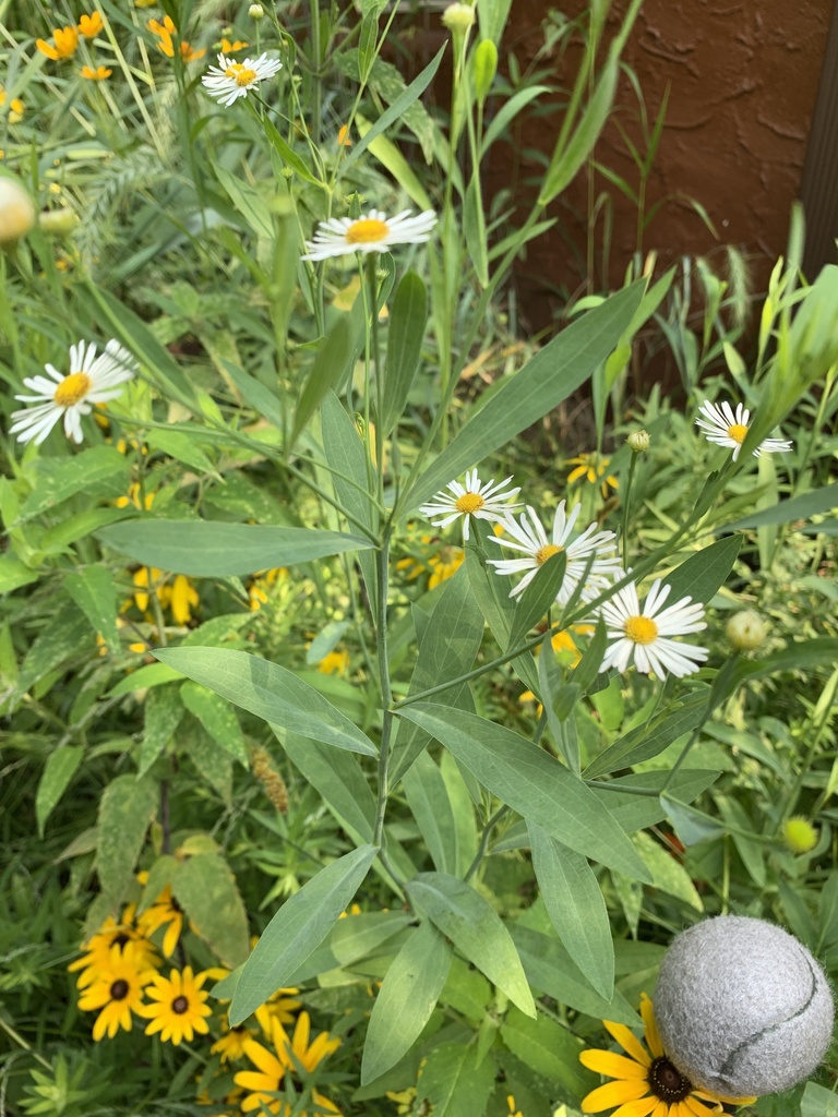 false aster from Birch Ave, Takoma Park, MD, US on July 7, 2023 at 09: ...