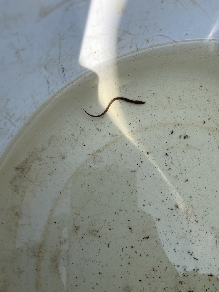 American Eel from Lorne St, Sackville, NB, CA on July 7, 2023 at 10:33 ...