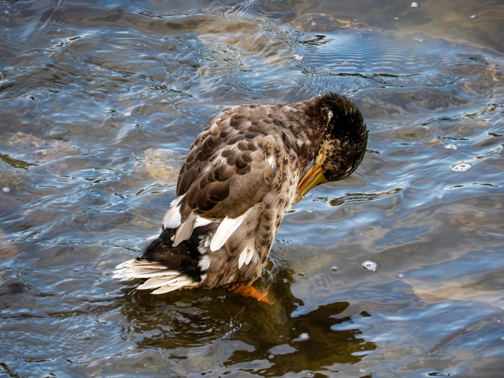 Mallard from Cambridge, ON, Canada on July 7, 2023 at 06:34 AM by Shaun ...