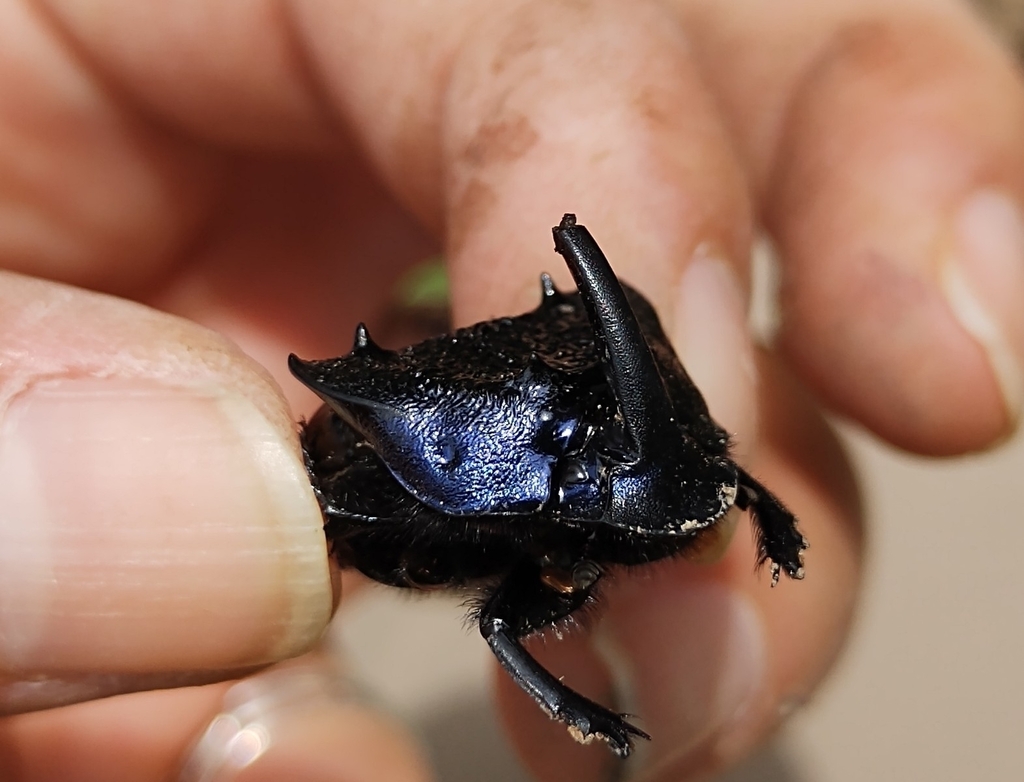 Phanaeus quadridens from Unnamed Road, 72860 Pue., México on July 6 ...