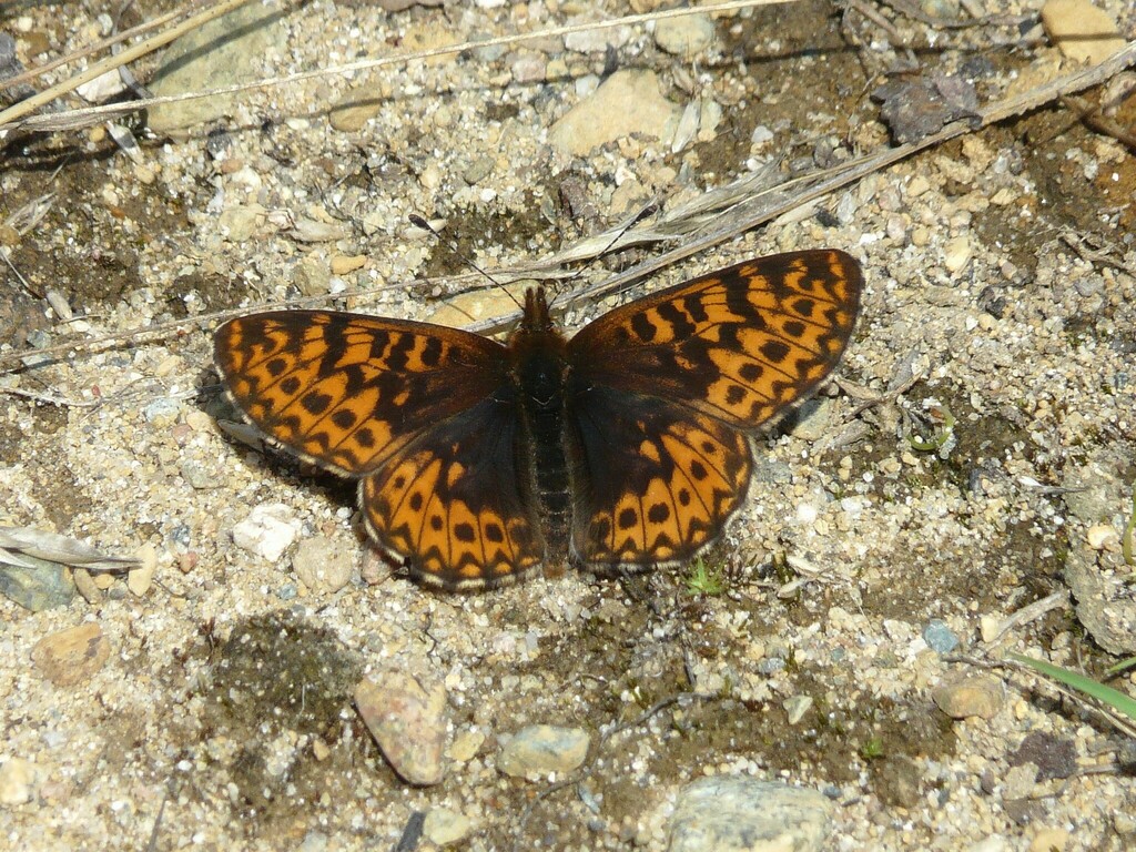 Freija Fritillary from Matachewan, Timiskaming District, ON, Canada on ...