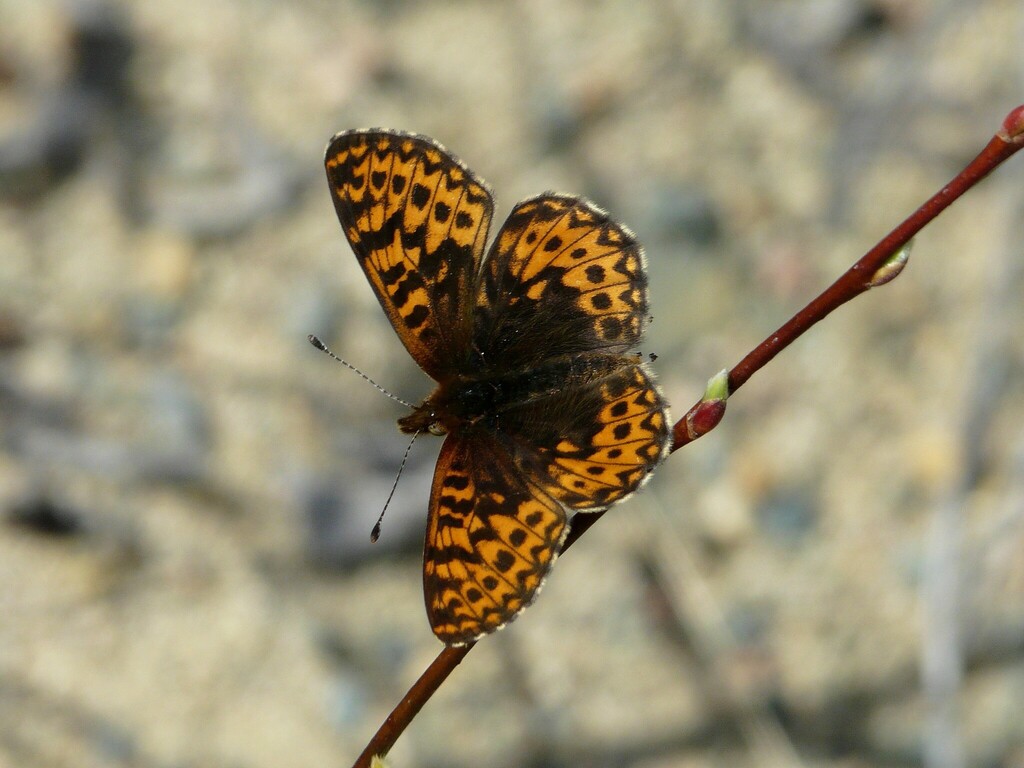 Freija Fritillary from Matachewan, Timiskaming District, ON, Canada on ...