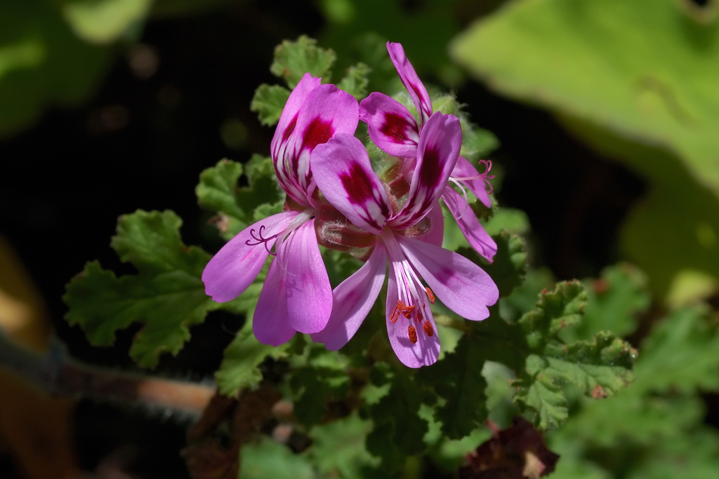 oak-leaved geranium (Geranium Family of North America) · iNaturalist
