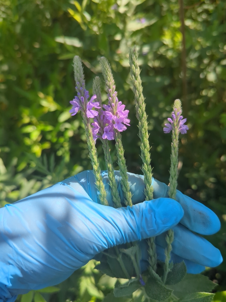 hoary vervain from St. Louis on July 7, 2023 at 09:25 AM by Halee ...
