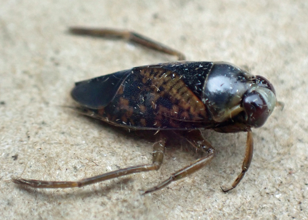 Notonecta irrorata from Hardwick, MA, USA on July 7, 2023 at 06:43 AM ...