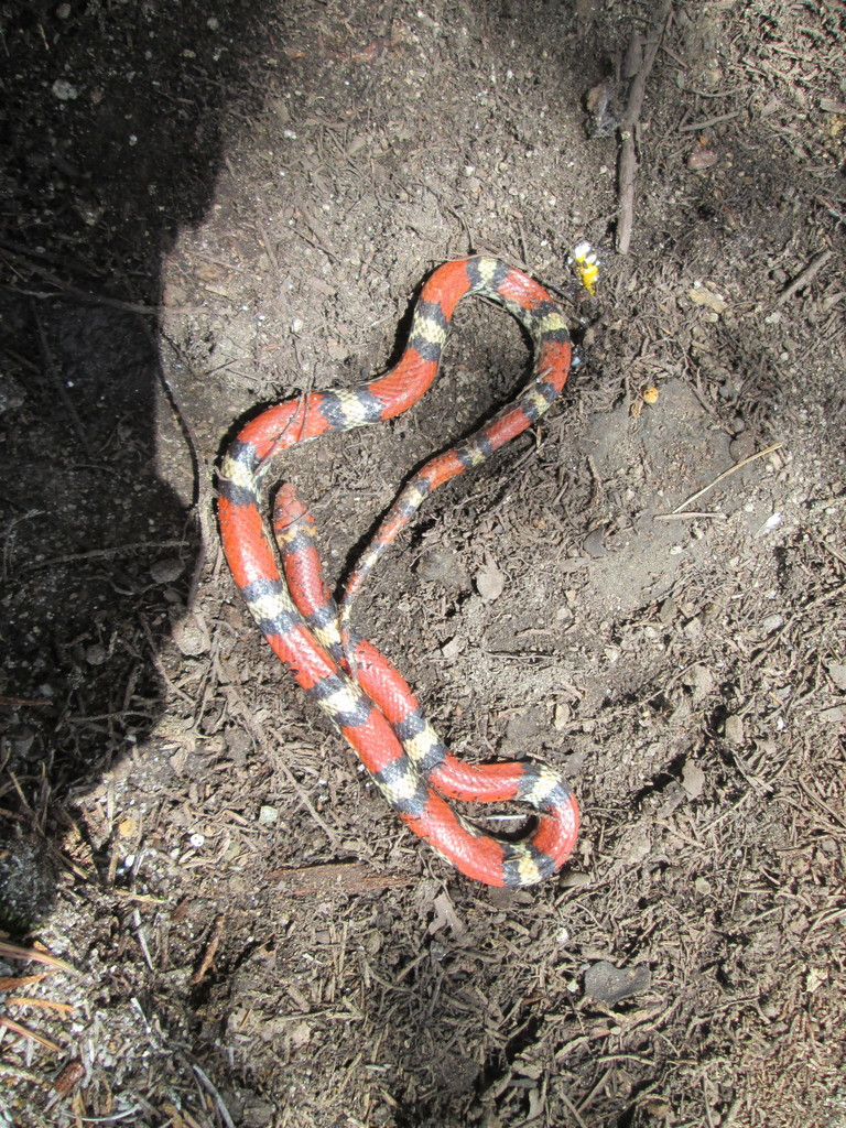 Northern Scarletsnake in May 2017 by Robert Russo · iNaturalist