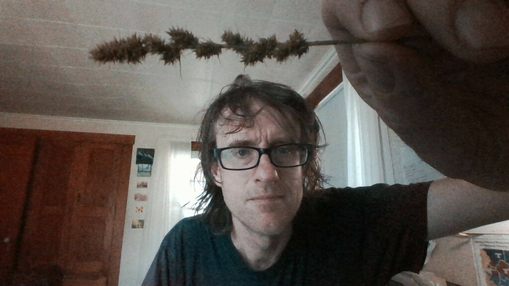 fox sedge in July 2023 by Charlie Hohn. easier to use laptop camera ...