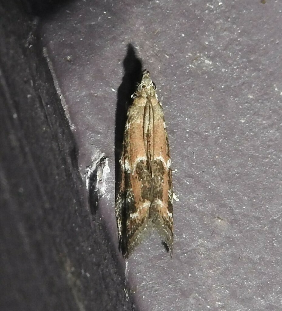 Brower's Vitula Moth from Town of Rockingham, VT, USA on July 7, 2023 ...