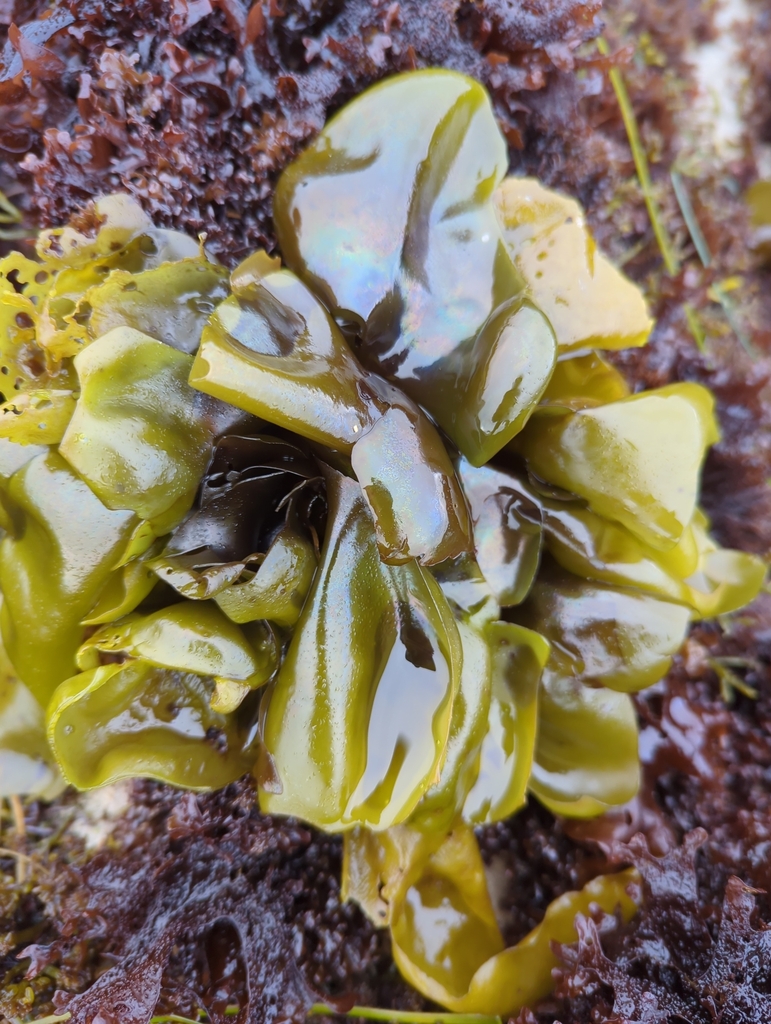 Iridescent Algae from J3M6+9M, Pacific Grove, CA 93950, USA on July 7 ...