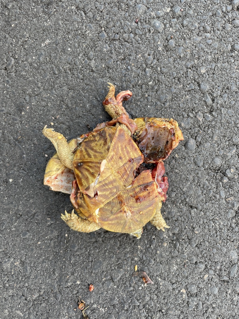 Ornate Box Turtle from County Road N-3-S, Mosquero, NM, US on July 7 ...