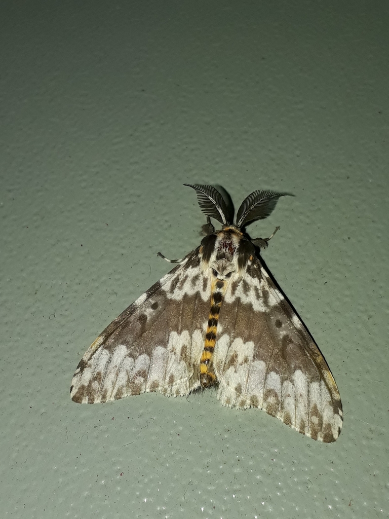 Lymantria fuliginosa in March 2018 by Deepika · iNaturalist