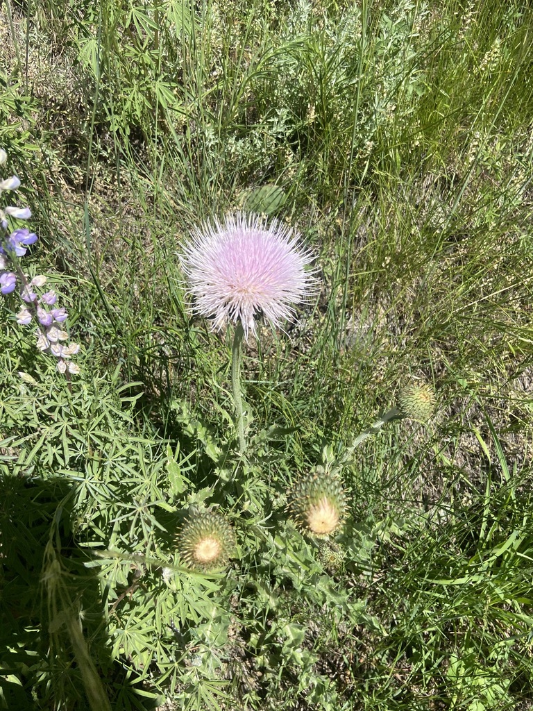 wavyleaf thistle from Boulder County, CO, USA on June 24, 2023 at 10:42 ...