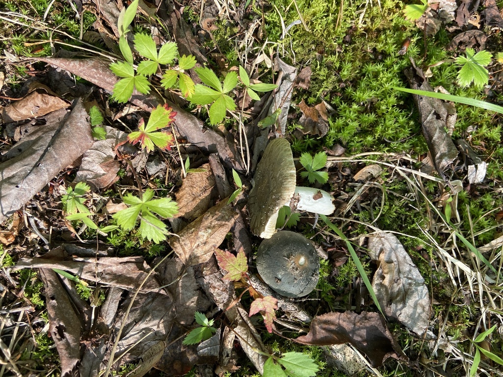 Green Russula from Oregon Trail, Pine Bush, NY, US on July 6, 2023 at ...